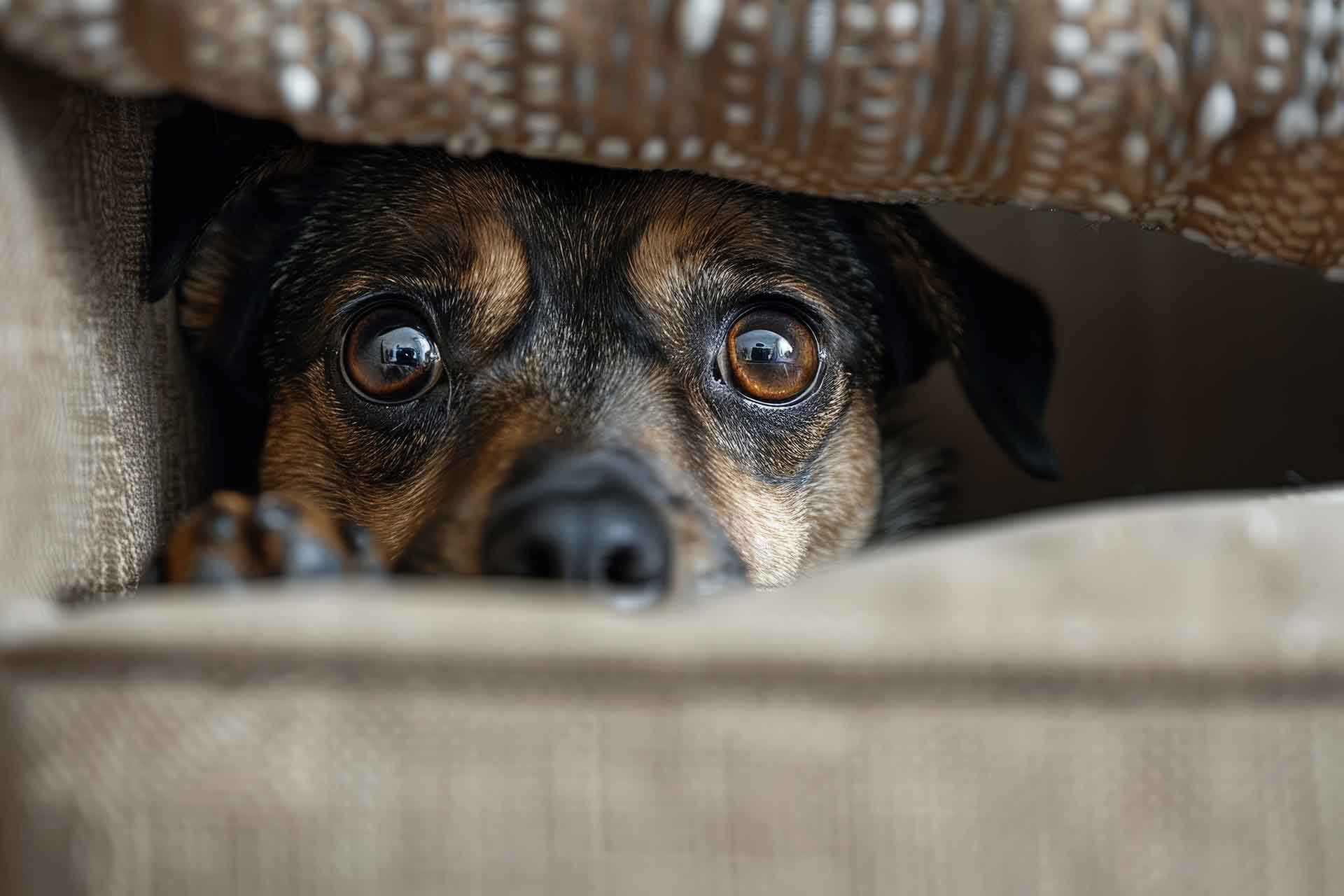 Is Your Pet Scared of Storms? Tips to Help | HSC
