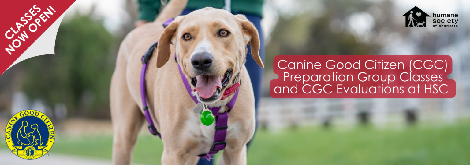 Canine Good Citizen | Humane Society of Charlotte