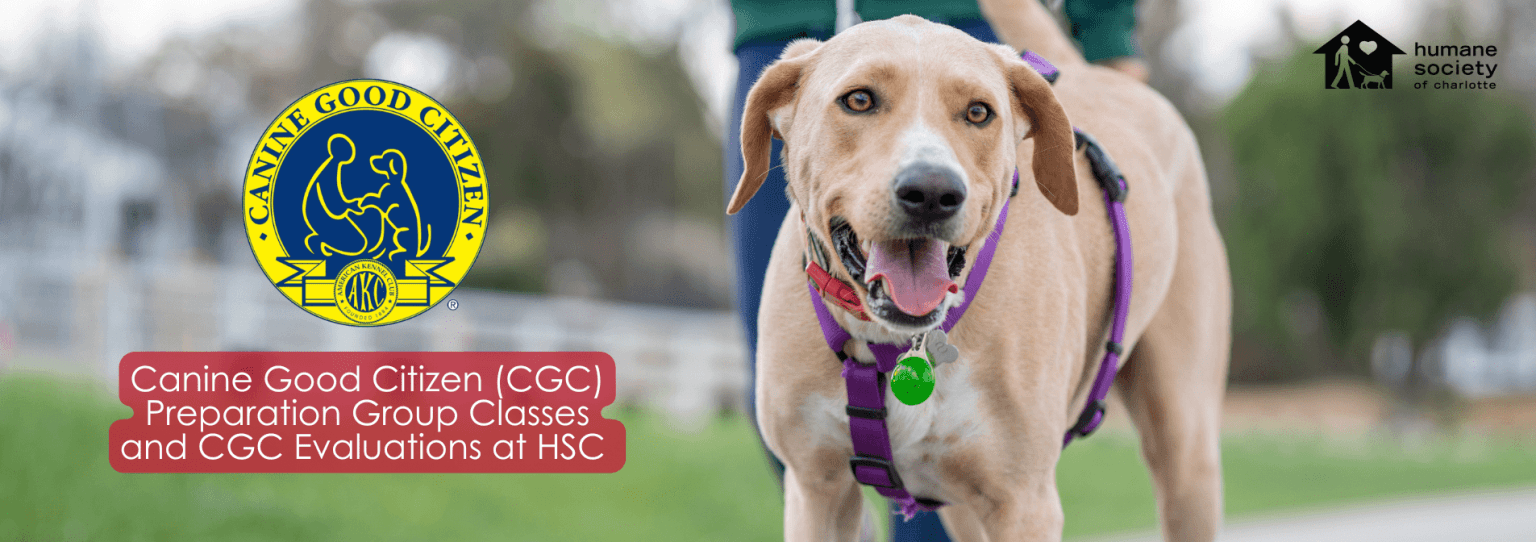 Canine Good Citizen | Humane Society of Charlotte